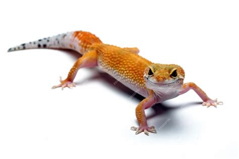 레오파드 게코 도마뱀 흰색 배경에 고립 뚱뚱한 꼬리 도마뱀 프리미엄 사진