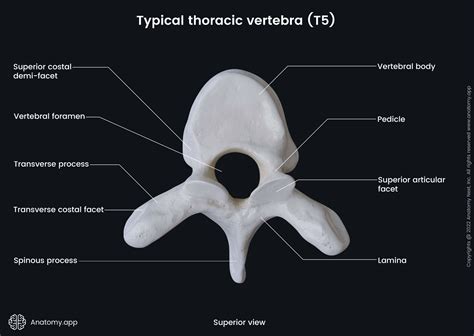 Landmarks Of Typical Thoracic Vertebra T5 Superior View Anatomy App
