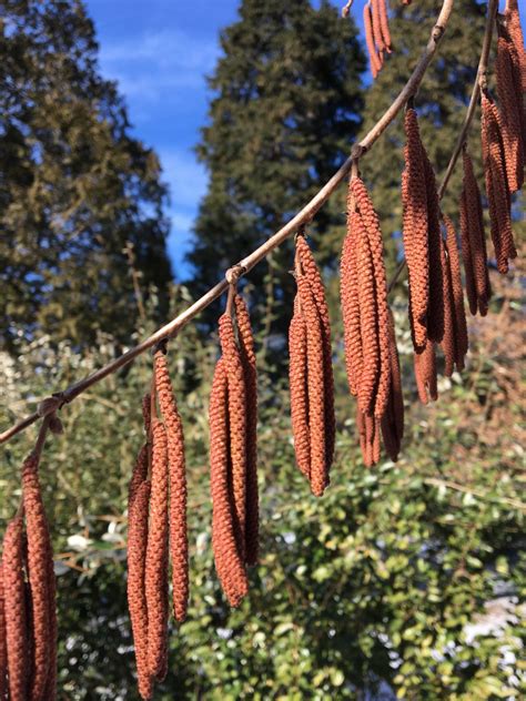 Chapter Sex And Reproduction In Seed Plants Inanimate Life