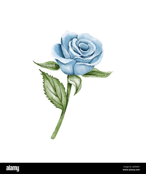 Blue Roses Drawings
