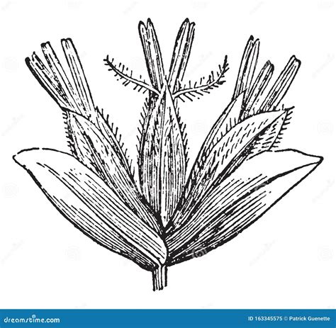 Sweetgrass Stock Illustrations 2 Sweetgrass Stock Illustrations Vectors And Clipart Dreamstime