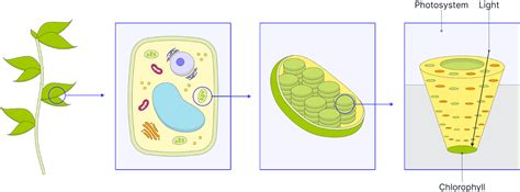 Light Dependent Reaction Aqa A Level Biology
