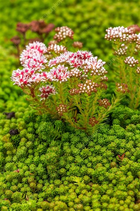 Mossy Stonecrop Sedum Lydium Flowering Stock Image C035 9558