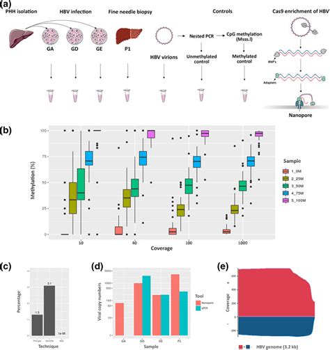 Enrichment And Sequencing Of Hbv For The Detection Of Methylation With Download Scientific