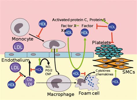 Cholesterol Metabolism Biochemistry For Physicians Lecturio