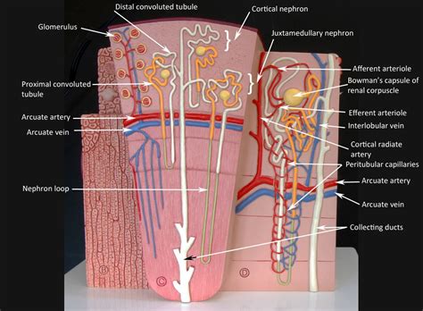 Nephron Diagram Labeled Renal Corpuscle