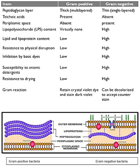 Identify Gram Positive And Negative