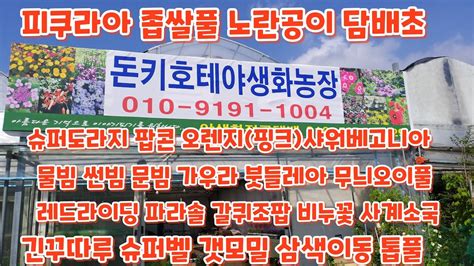 돈키호테야생화 피쿠라아 슈퍼도라지 노란공이 좁쌀풀 비누꽃 담배초 Youtube
