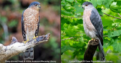 Learn How To Id Sharp Shinned And Cooper S Hawks Bird Academy