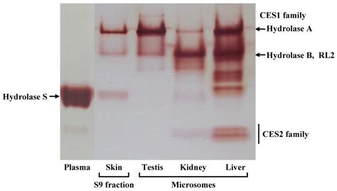 Electrophoretic Pattern Of Esterase In Several Rat Tissues 1 Naphthol Download Scientific