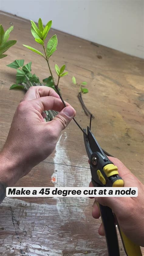 Pin On Plant Cuttings