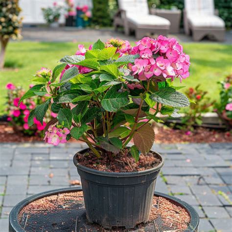Hortensia Hydrangea Paniculata Dare Devil Hauteur 25 40cm ⌀19cm