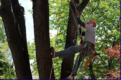Arborist Career Advice Environments On The Job