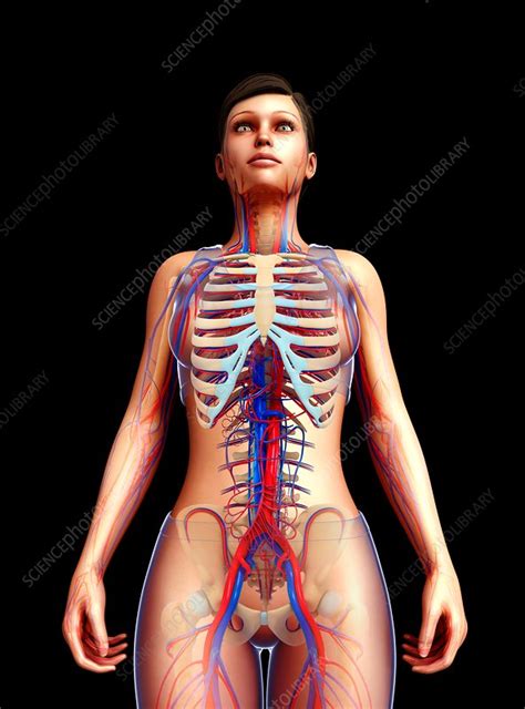 Female Circulatory System Illustration Stock Image F020 1111 Science Photo Library