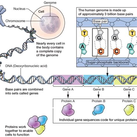 The Structure Of DNA Download Scientific Diagram