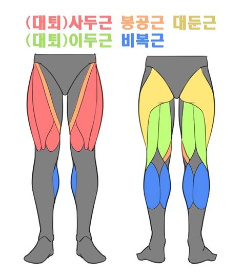Leg Anatomy Muscle Anatomy Anatomy Study Figure Drawing Reference Anatomy Reference Art