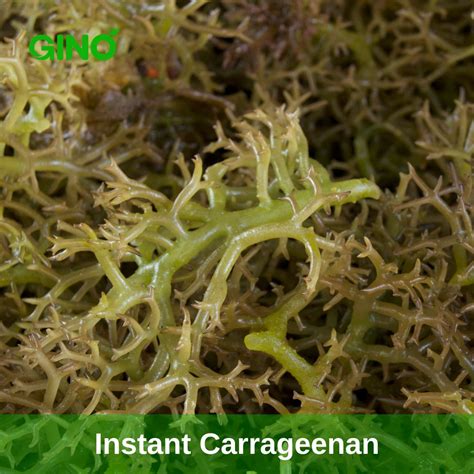 Best Instant Carrageenan Supplier 100 Plant Based