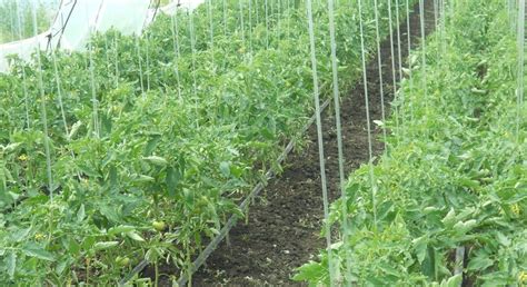 Components Of A Localized Irrigation System Part Ii