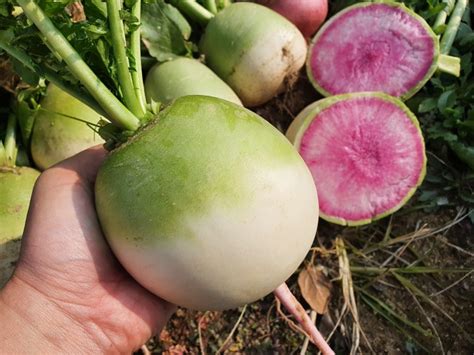 김장무우 심는시기 가을 김장무 파종시기 이때까지 네이버 블로그