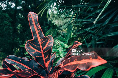 여름 열 대 배경입니다 아름 다운 검은색과 빨간색 잎이 훼 정원에서 0명에 대한 스톡 사진 및 기타 이미지 0명 건강한 생활방식 검은색 Istock