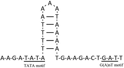 Predicted Stem Loop Structure With The Tata Motif And Ga N T Motif In Download Scientific