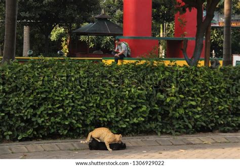 Pair Cats Having Sex Behind Plants Stock Photo Shutterstock
