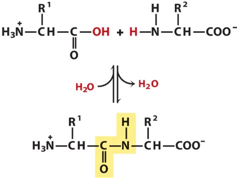 2 5 Amino Acids As Building Blocks BS1005 CM1051 Biochemistry I