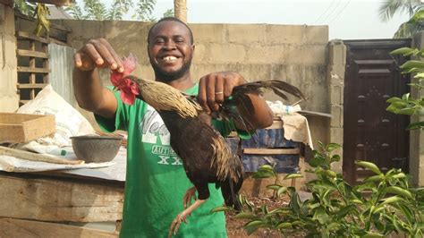 Great Tips For Raising Nigerian Indigenous Chicken Farming Youtube