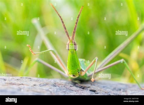 Grasshopper Face A Close Up Of A Grasshoppers Face Premium