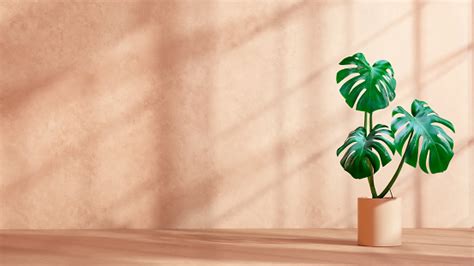 베이지 색 배경에 고립 된 냄비에 몬스타 식물 최소한의 열대 잎 집 집 장식 3d 렌더링 0명에 대한 스톡 사진 및 기타 이미지 Istock