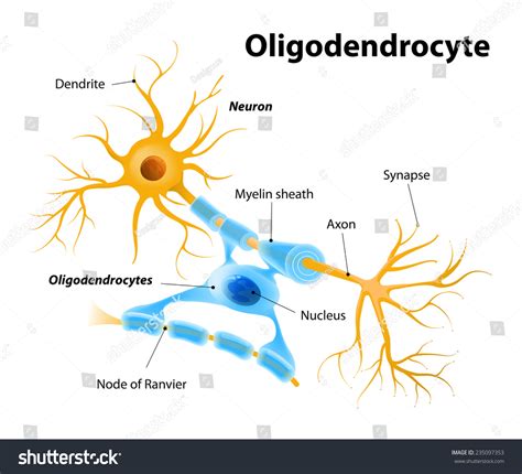 Oligodendrocytes Provide Support Axons Produce Myelin Stock Vector