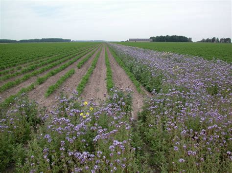 Landscape Management For Functional Biodiversity Iobc Wprs