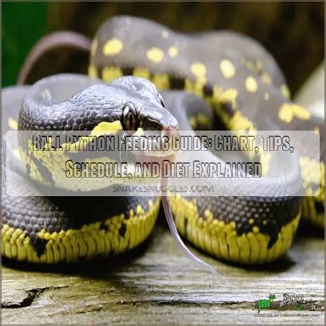 Ball Python Feeding Guide Chart Tips Schedule And Diet Explained