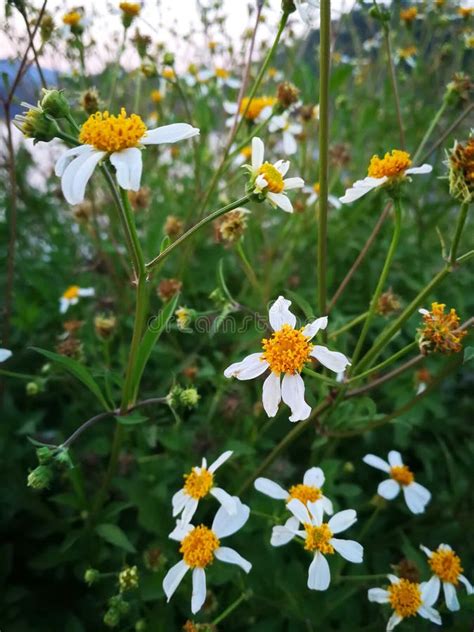 Silver Button Tree Stock Image Image Of Garden Plant 288422839