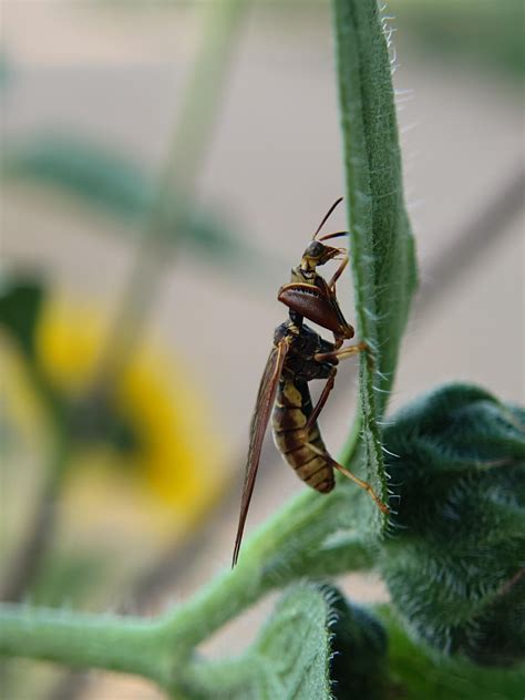 More Xperia 1 V Bugs Not Those Kind Of Bugs Rsonyxperia