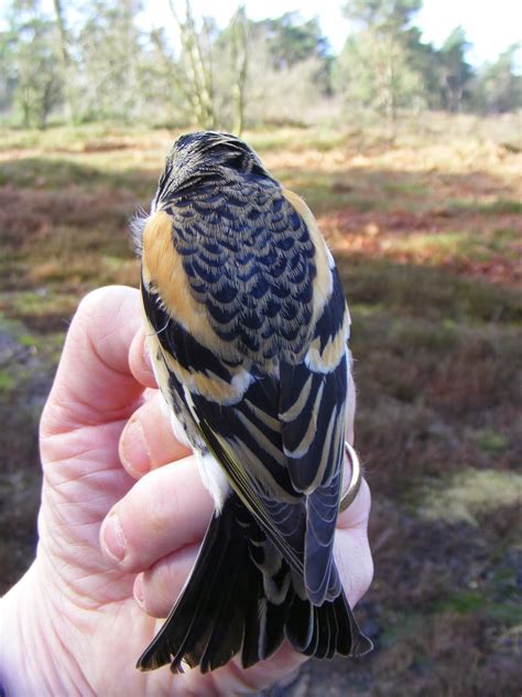 Horsham And Dorking Bird Ringing