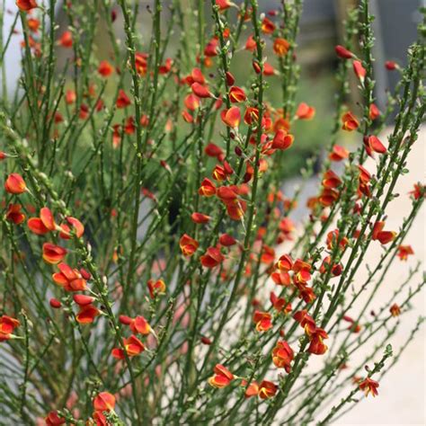 Sister Redhead® Scotch Broom Cytisus Scoparius Proven Winners