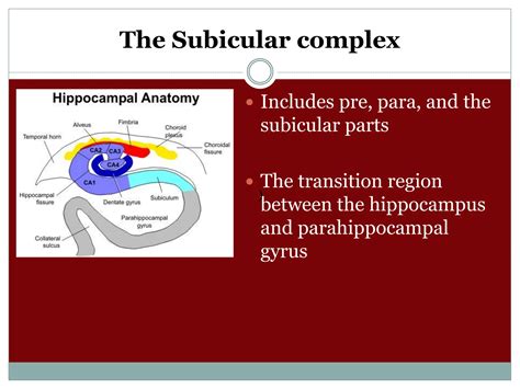 Limbicsystem Pptthe Limbic System Is A Group Of Interconnected Brain Structures That Help