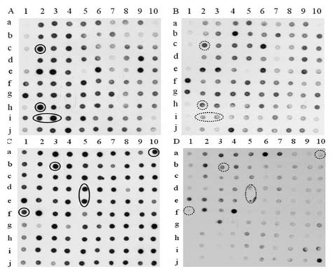 The Differential Screening Of Cdna Clones From Rubber Ssh Libraries