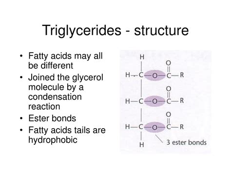 Ppt Biological Molecules Powerpoint Presentation Free Download Id