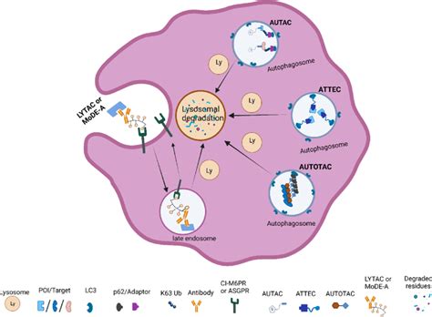 Graphical Illustrations Of Lysosomal Based Degradation Technologies
