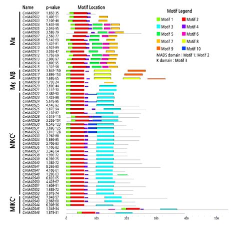 Motif Composition Of Mads Box Proteins In Chinese Chestnut Each Motif
