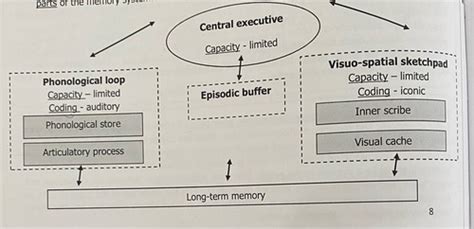 Working Memory Model Flashcards Quizlet