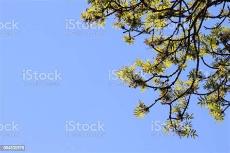복사본에 대 한 공간을 가진 푸른 하늘에 대 한 분 지에 잎의 클로즈업 0명에 대한 스톡 사진 및 기타 이미지 0명 계절 나무 Istock