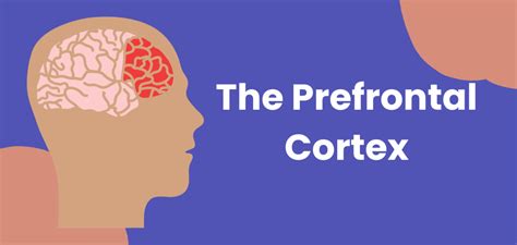 The Brains Ceo Anterior Cingulate Cortex Happiest Health