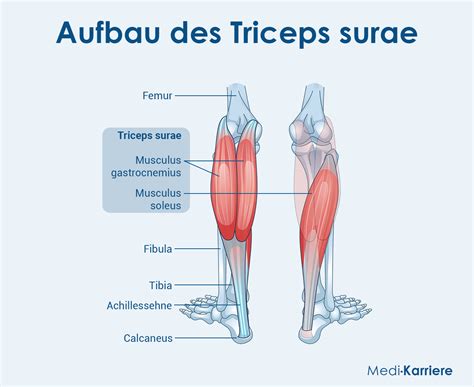 Triceps Surae Anatomie Funktion Und Schmerzen