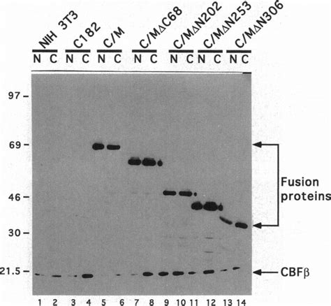 Identification Of Cbf 3 And Cbff3 Smmhc Fusion Proteins In Nuclear Download Scientific Diagram