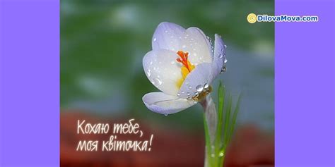 Кохаю тебе моя квіточка День всіх закоханих Листівки до свят і святкових подій