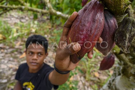 Penyakit Busuk Buah Kakao Antara Foto