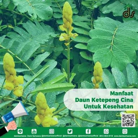 Daun Ketepeng Segar Kimanila Lazada Indonesia